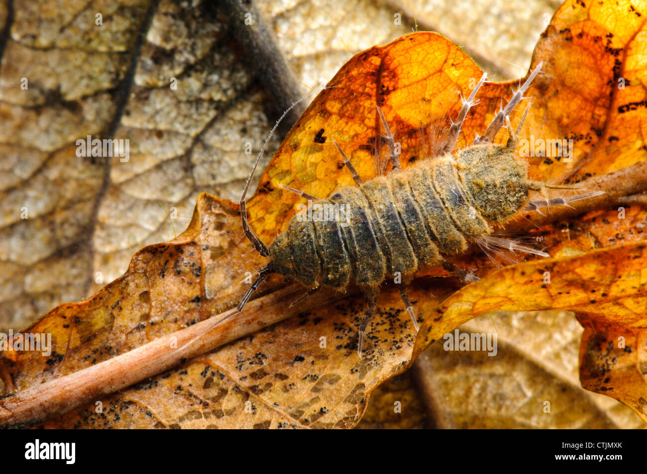 A waterlouse (Asellus aquaticus) clambering over dead leaves at Norsey ...