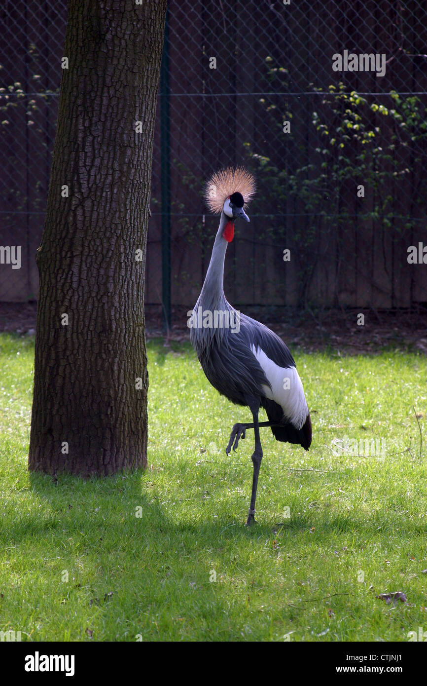 Foot crane hi-res stock photography and images - Alamy
