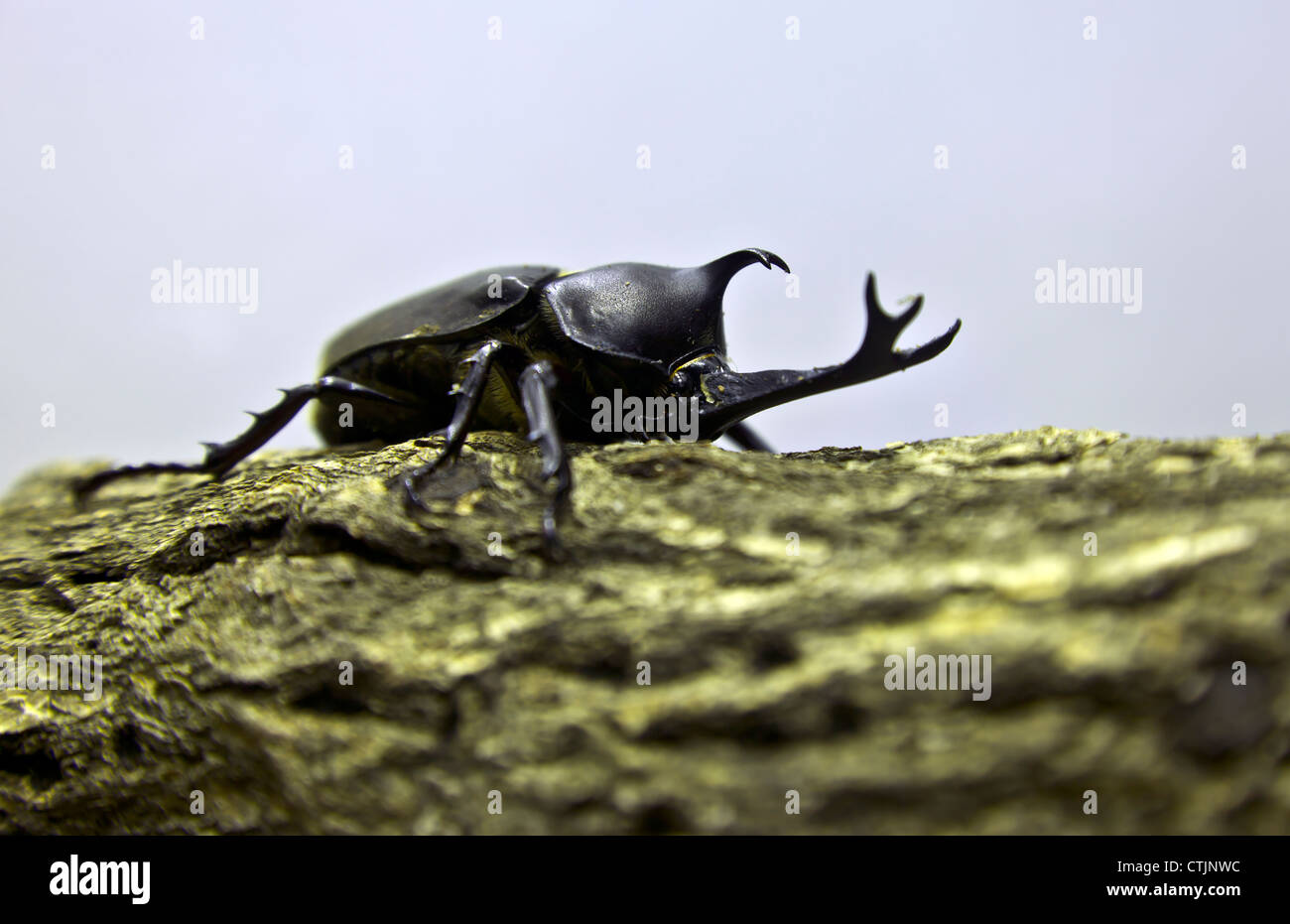 Japanese Horned Beetle High Resolution Stock Photography and Images - Alamy