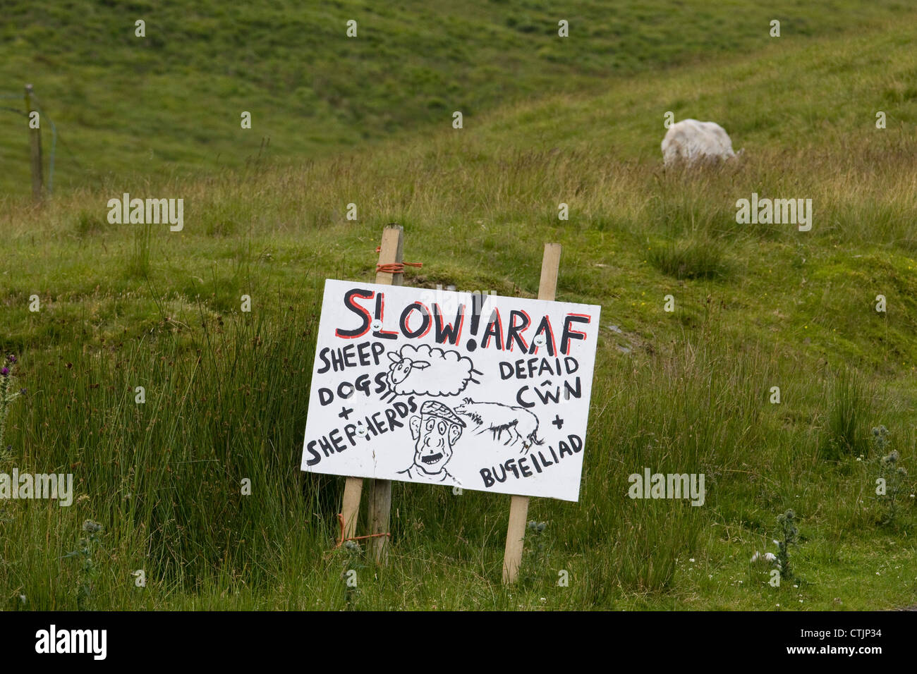 Sign in wales aksing traffic to slow down for sheep in English and ...
