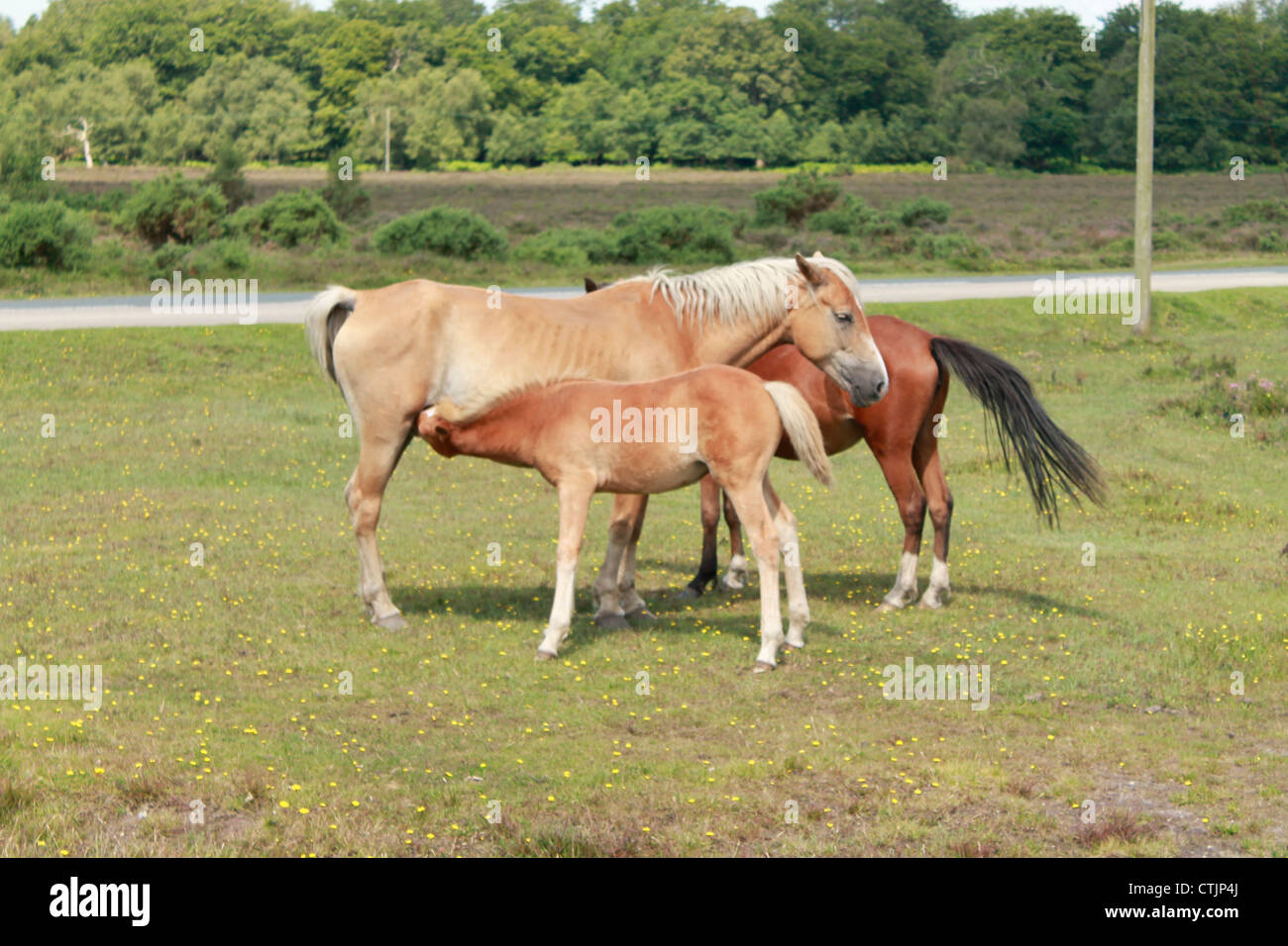 Pony Family with the foal feeding from it's Mother Stock Photo - Alamy