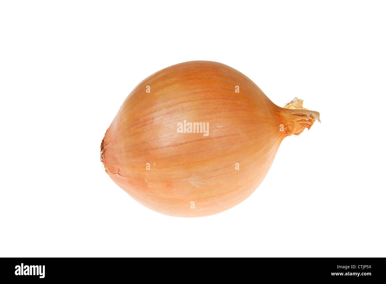 one onion photo on the white background Stock Photo - Alamy