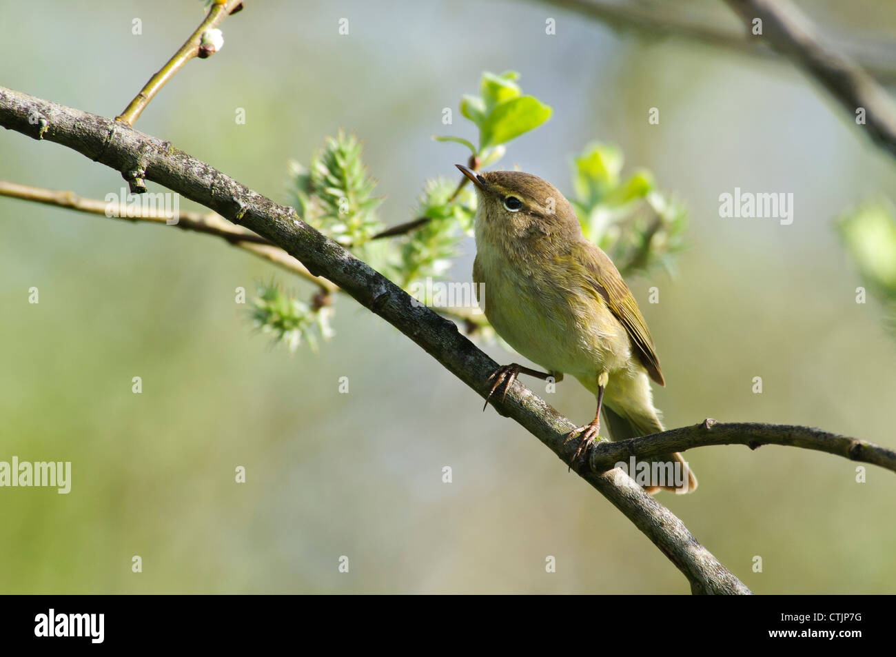 A chiffchaff (Phylloscopus collybita) perched in a willow tree at RSPB ...