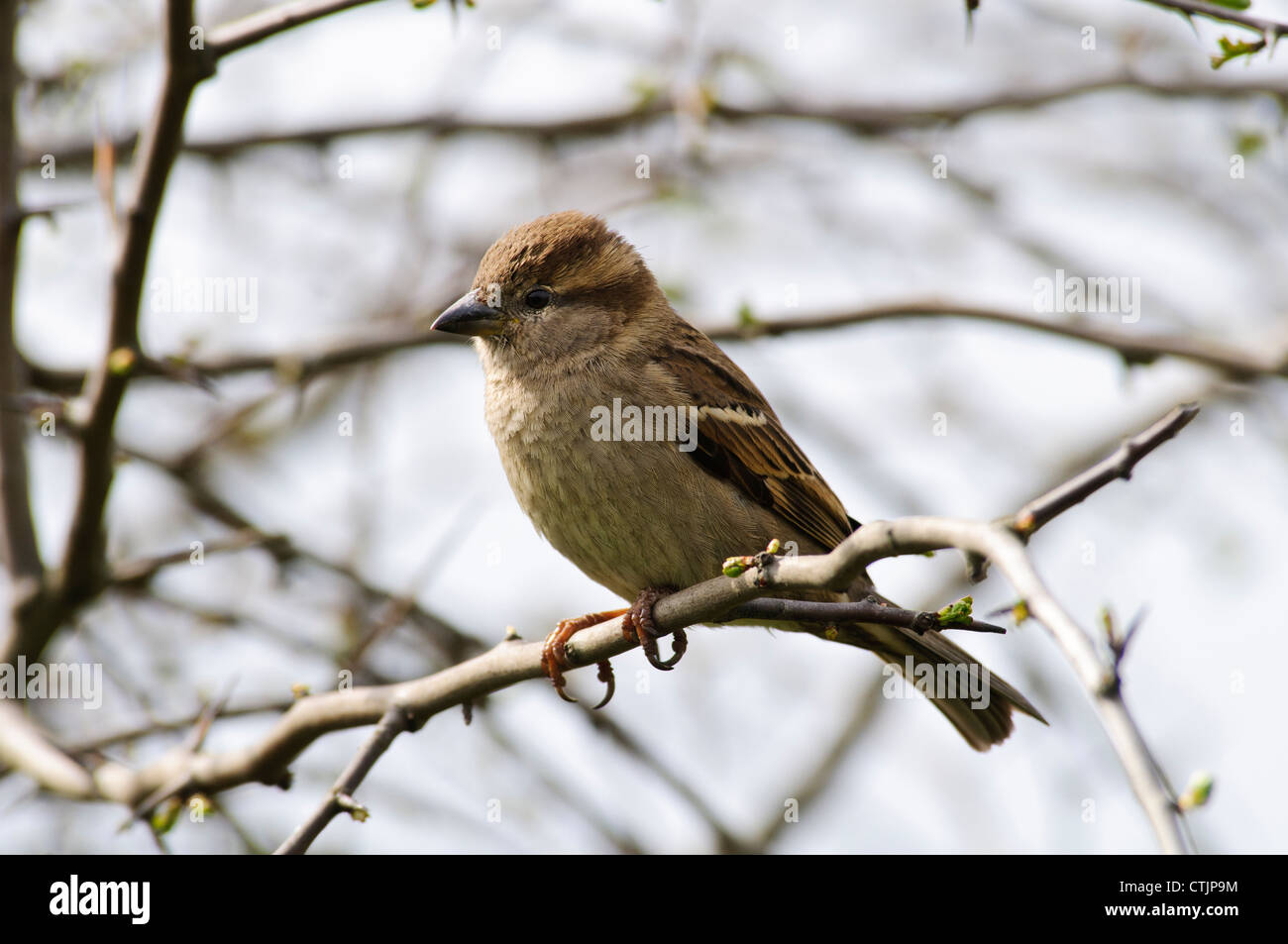A female house sparrow (Passer domesticus) perched in a bush at RSPB ...