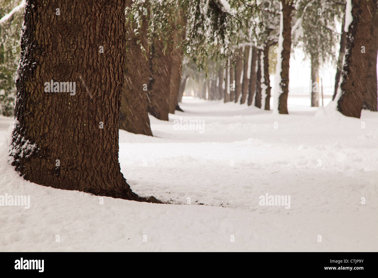 Tree covered pathway hi-res stock photography and images - Alamy