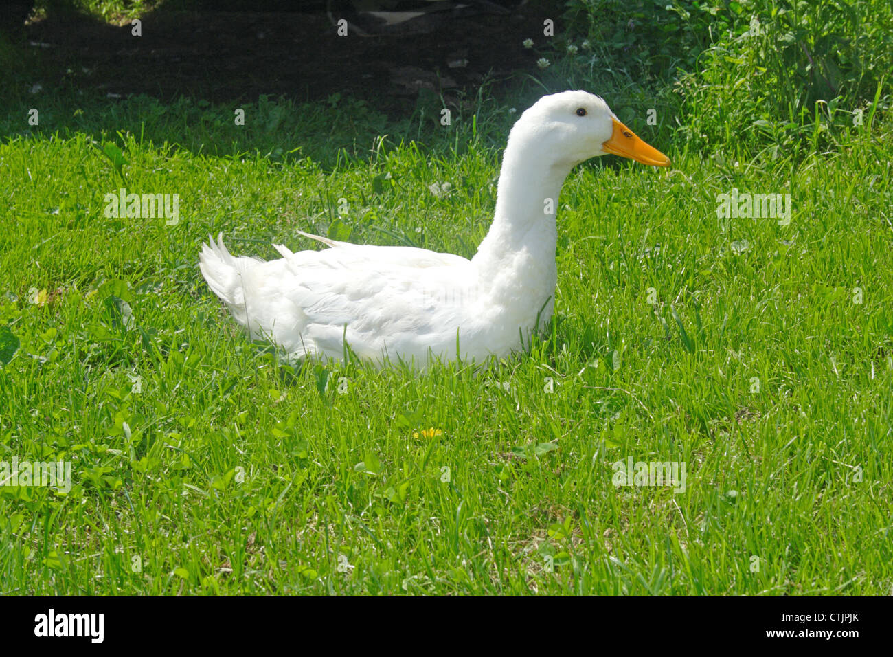 White quacking duck hi-res stock photography and images - Alamy