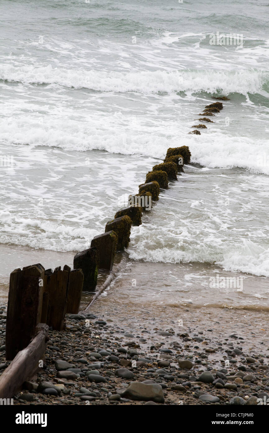 Beach wood in the sea Stock Photo - Alamy