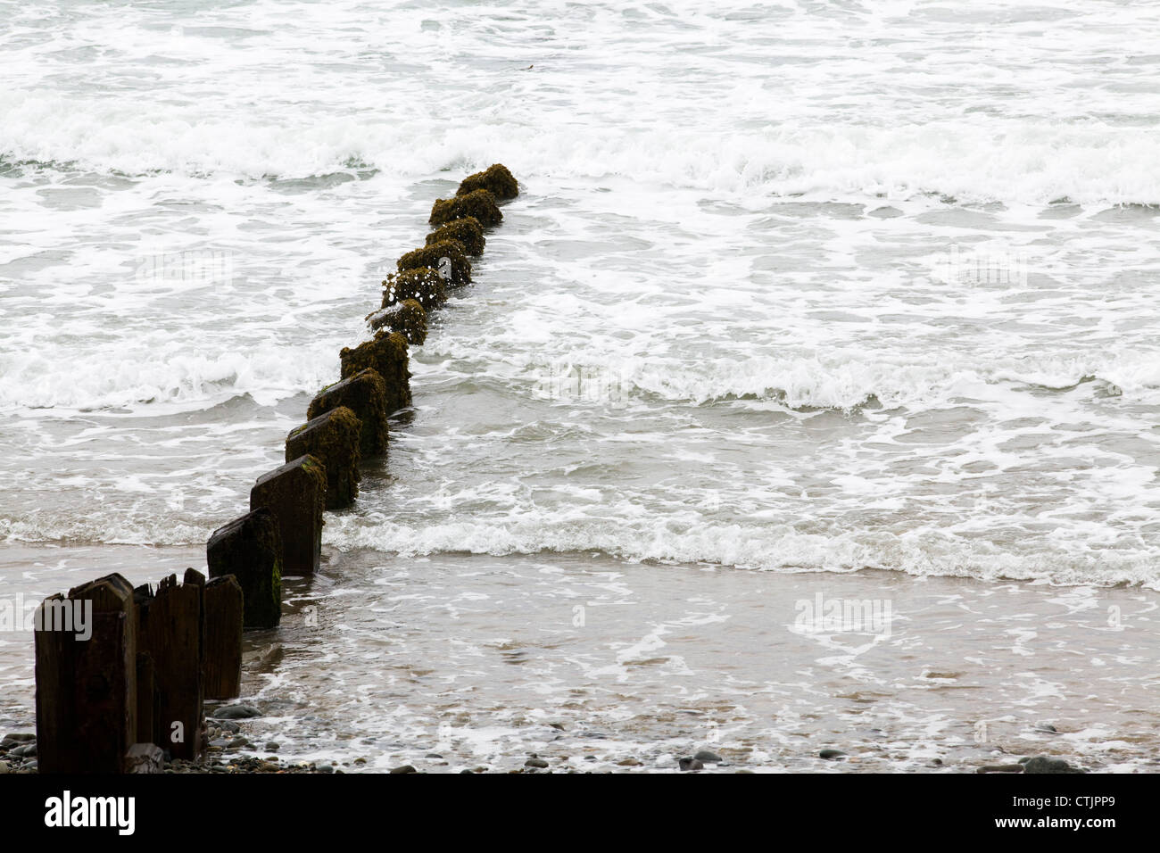 Beach wood in the sea Stock Photo - Alamy