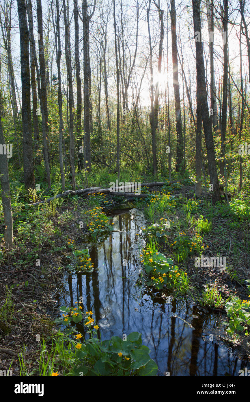 Spring Buttercups By A Creek; Thunder Bay, Ontario, Canada Stock Photo ...