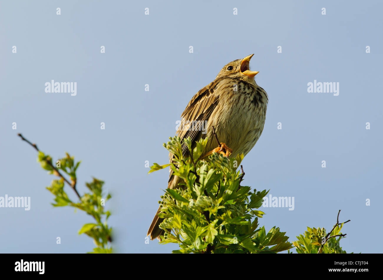 A corn bunting (Miliaria calandra) perched in a bush and singing at ...