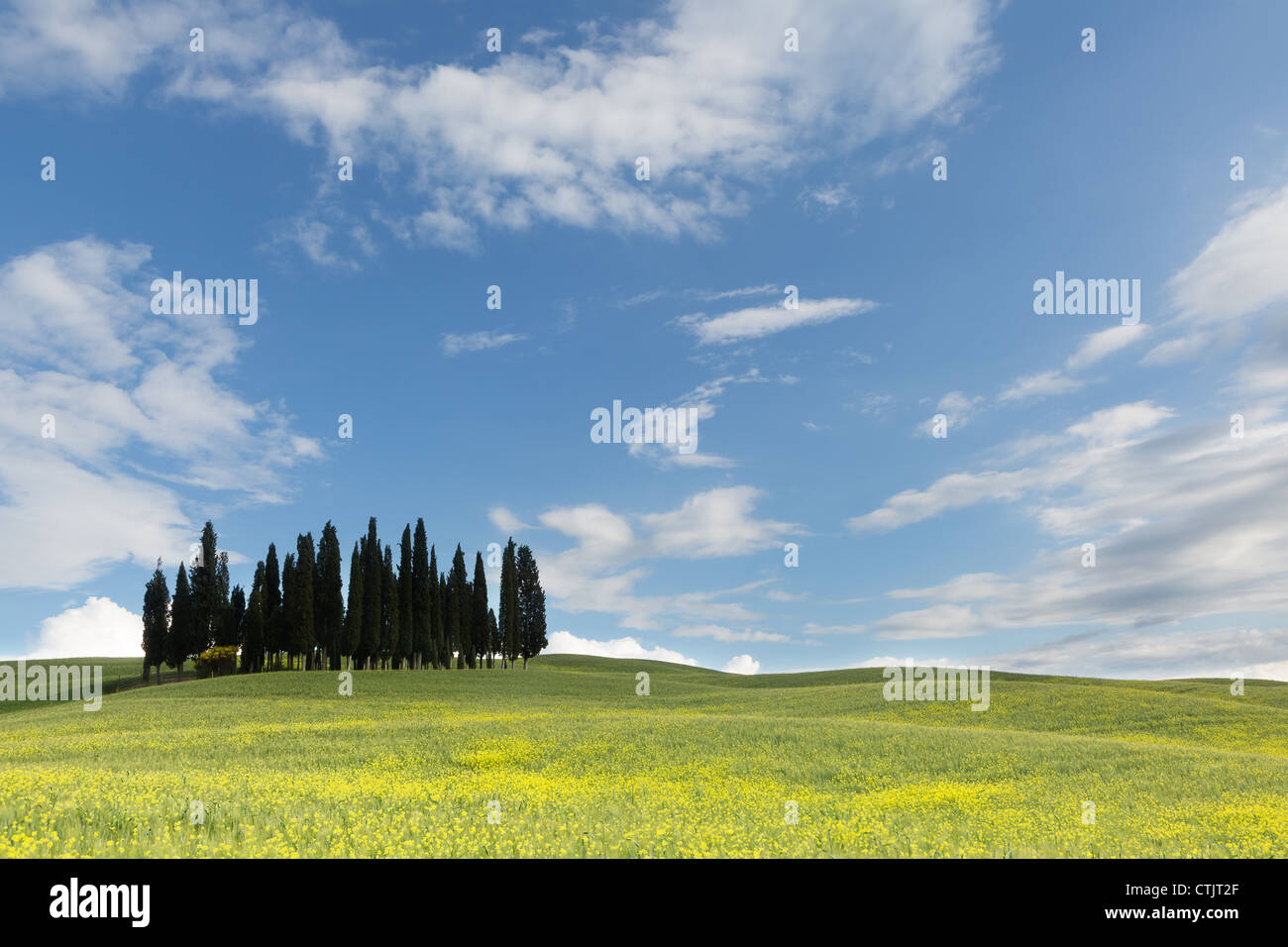 Blue sky over the famous group of cypress trees in Tuscany near Pienza ...