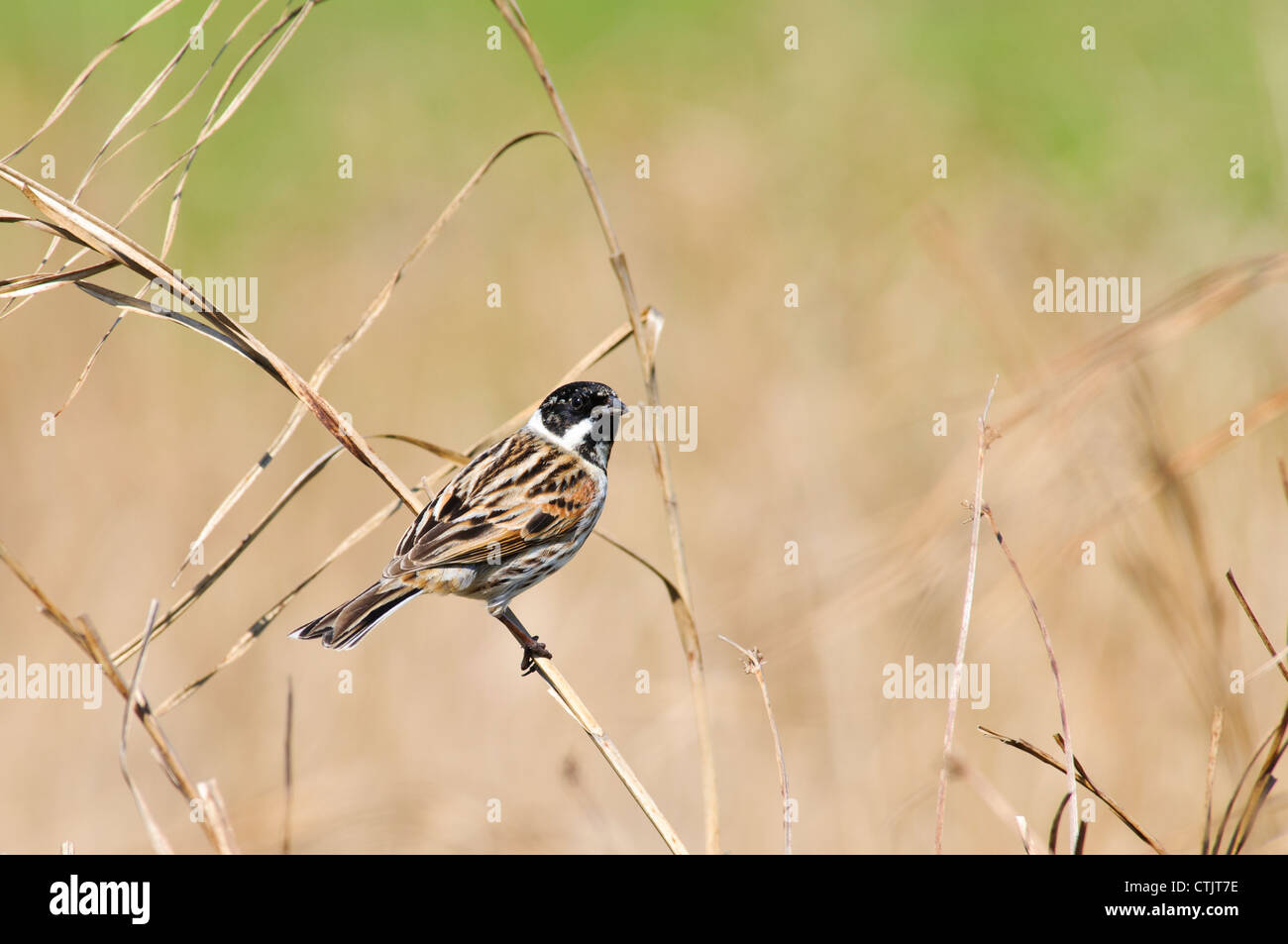 An adult male reed bunting (Emberiza schoeniclus) perched on a reed ...