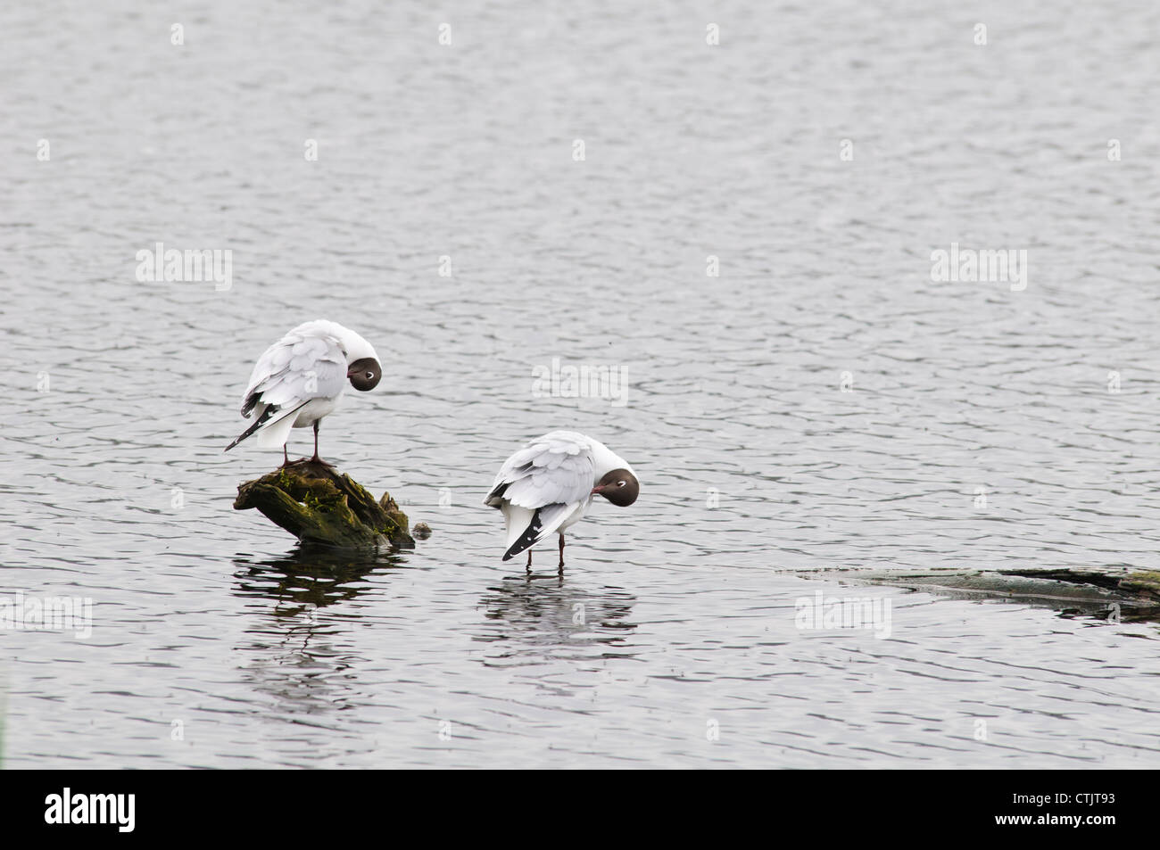 Leighton moss rspb animal hi-res stock photography and images - Alamy