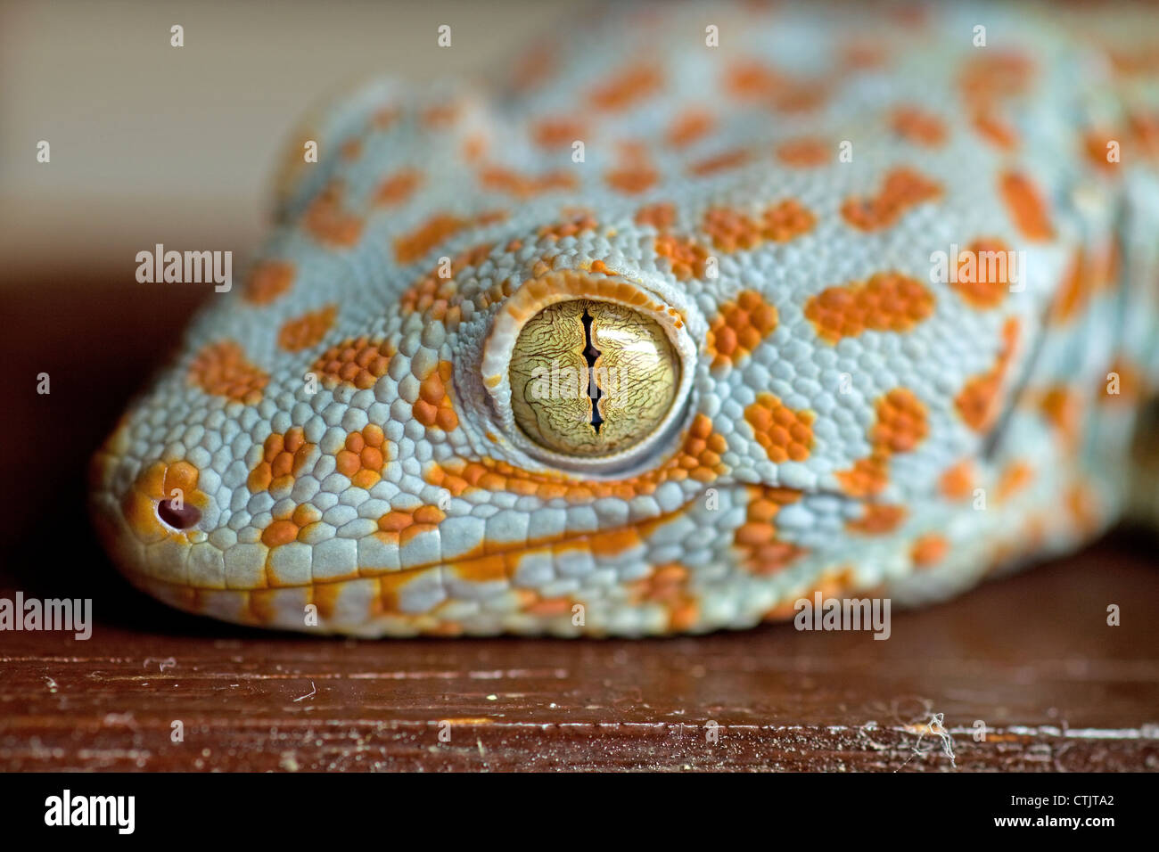 Tokay Gecko, Gekko geko, endangered in the Philippines Stock Photo - Alamy
