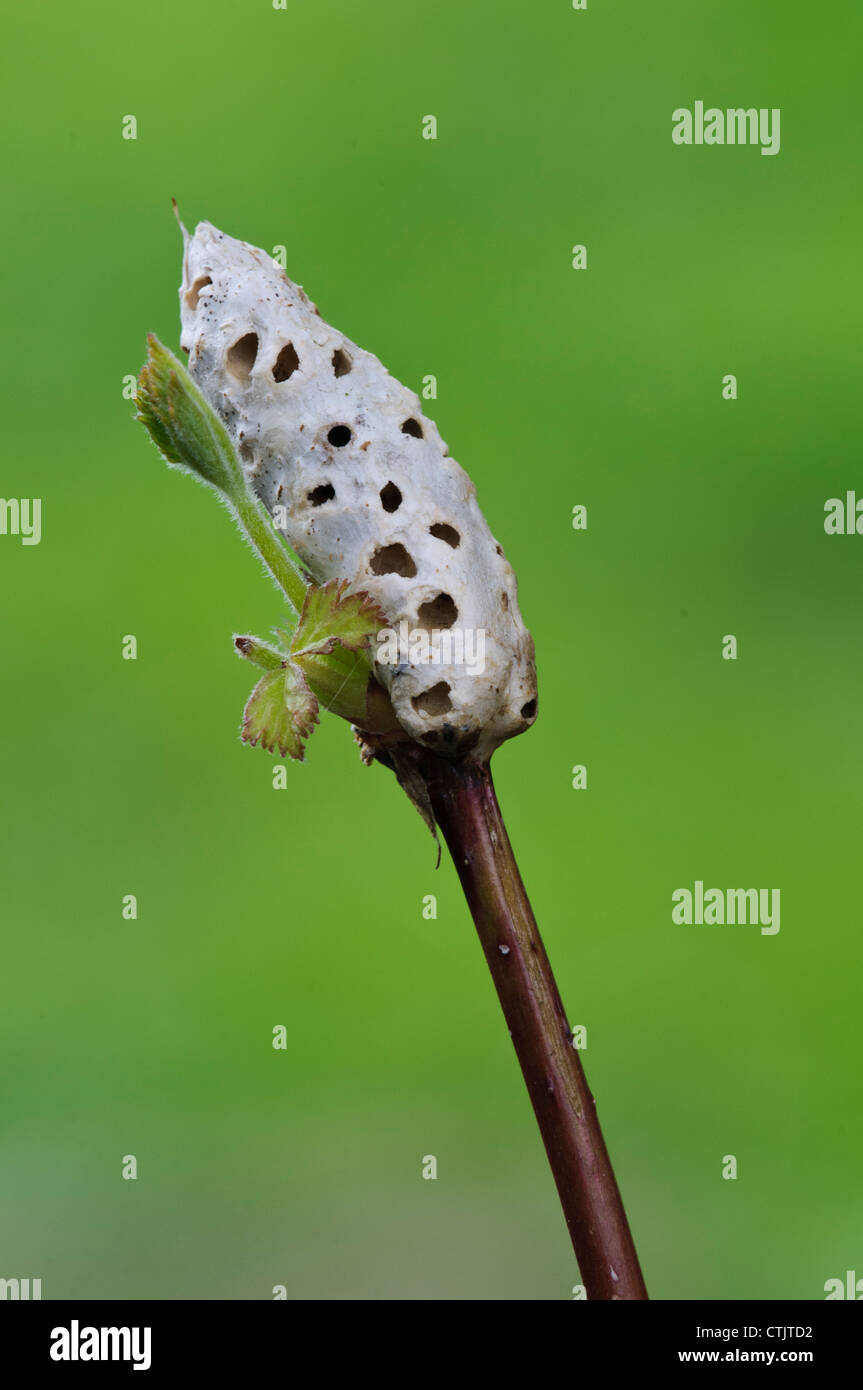 Leighton moss rspb animal hi-res stock photography and images - Alamy