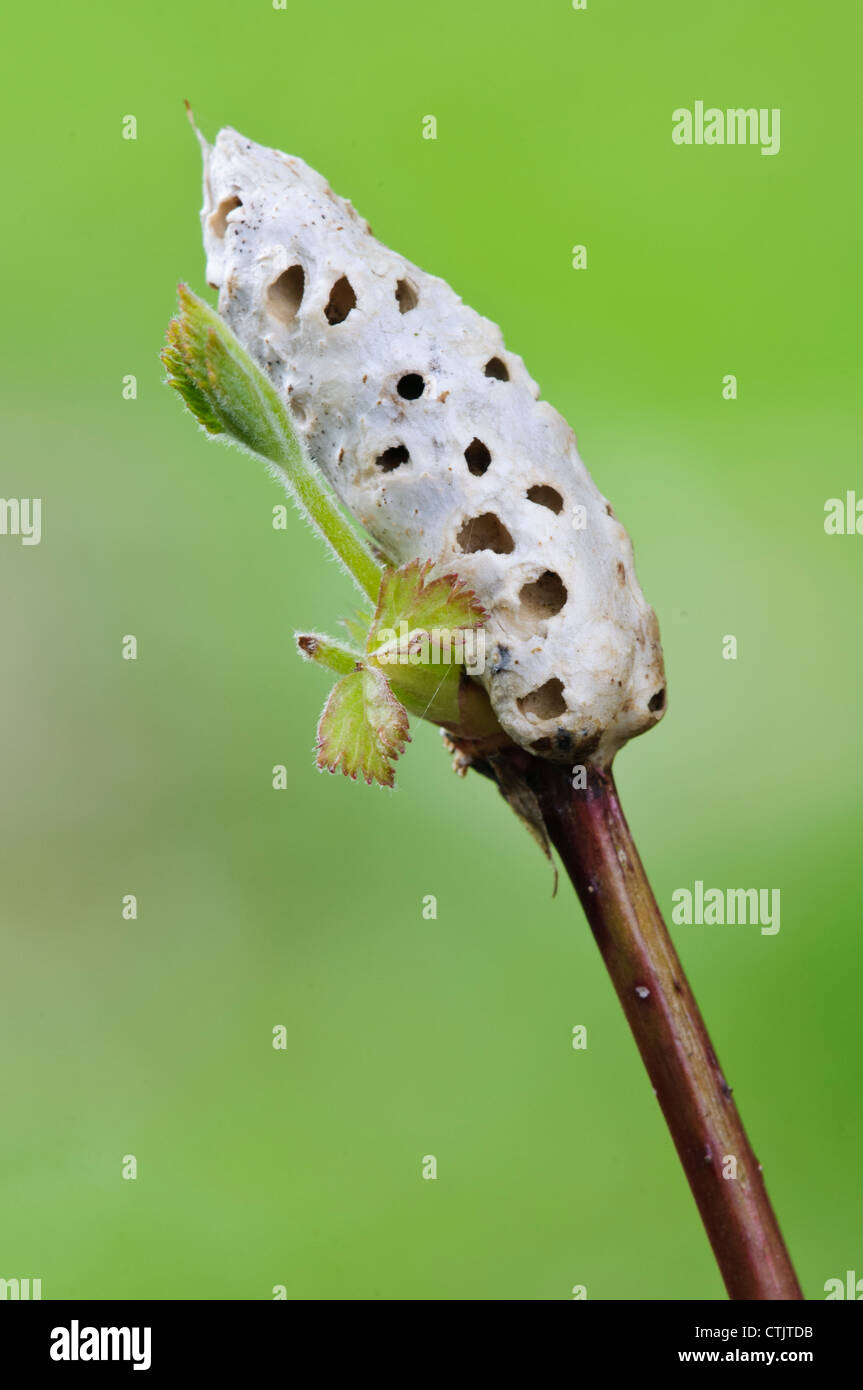 Leighton moss rspb animal hi-res stock photography and images - Alamy