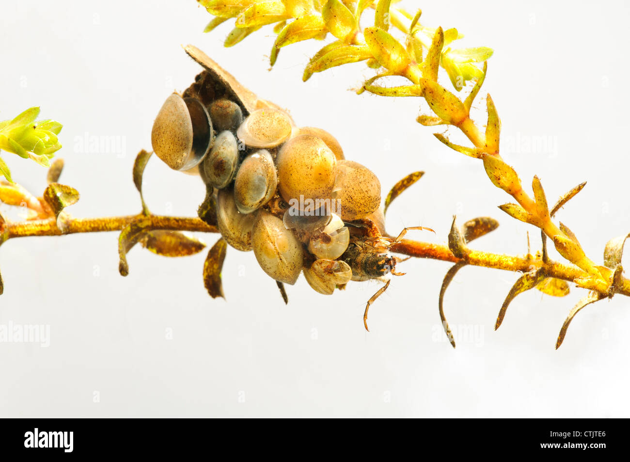A caddis fly larva (species unknown) with a case built from the shells ...