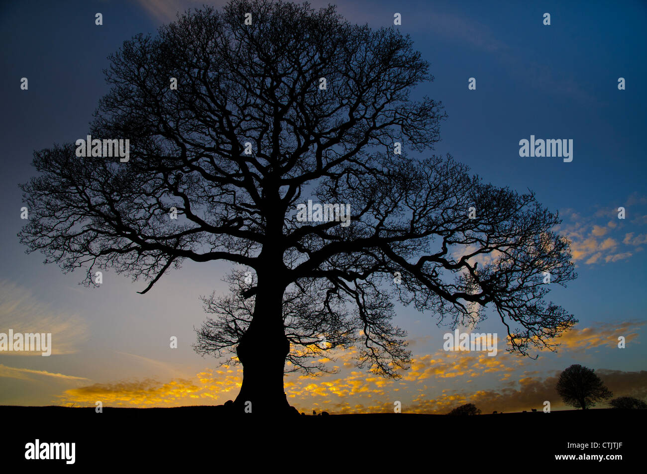 English oak tree hi-res stock photography and images - Alamy