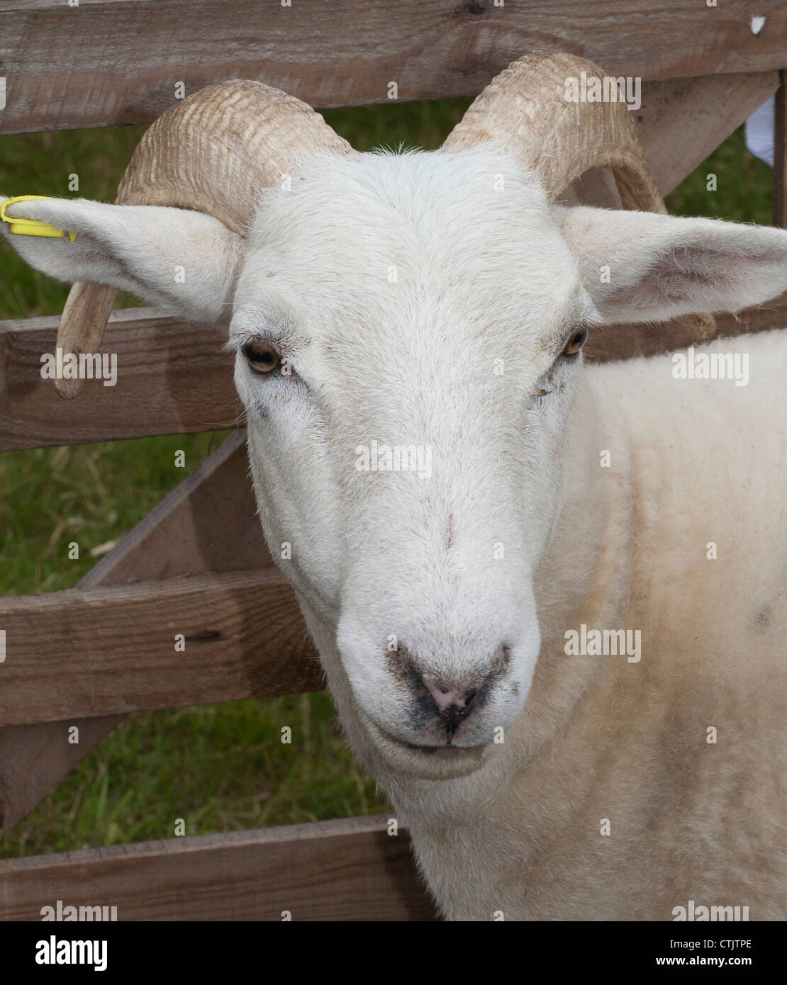 Borrowby Agricultural Show, Northallerton, North Yorkshire, UK Stock ...