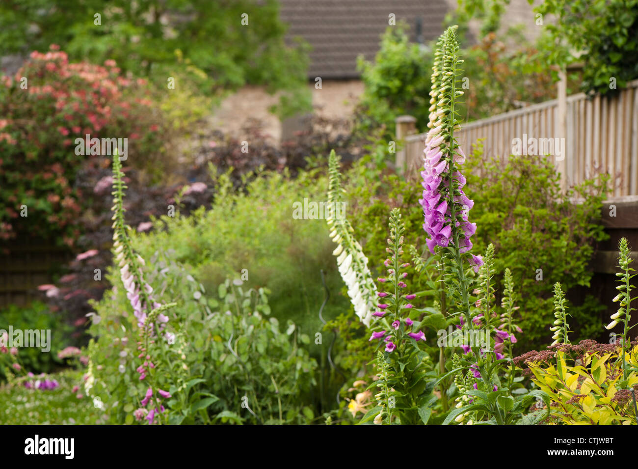 White foxgloves border hi-res stock photography and images - Alamy