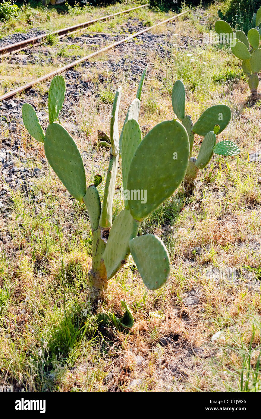 cactus near neglected old railroad in hot summer day Stock Photo - Alamy