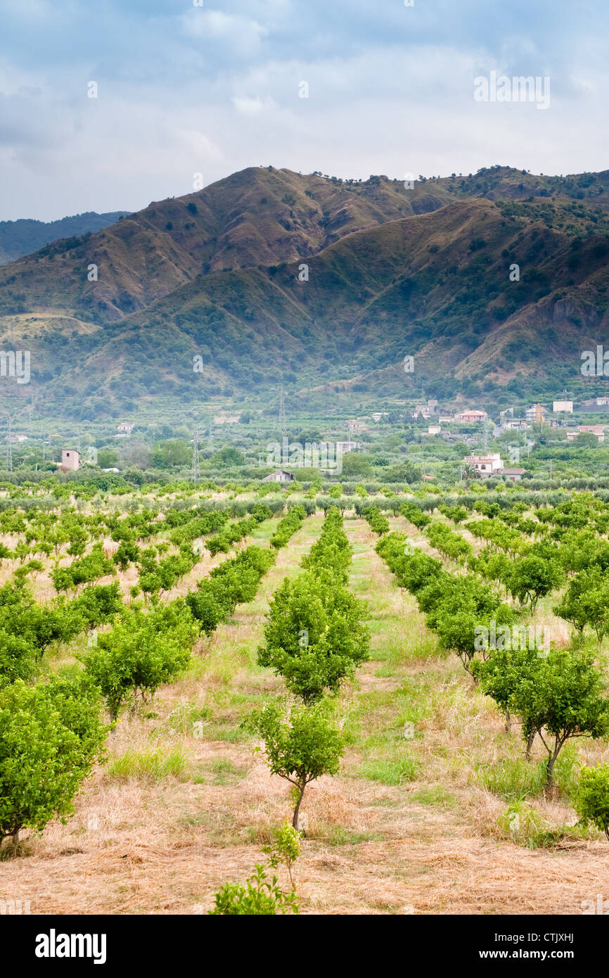 Tangerine trees with mountains on background hi-res stock photography ...