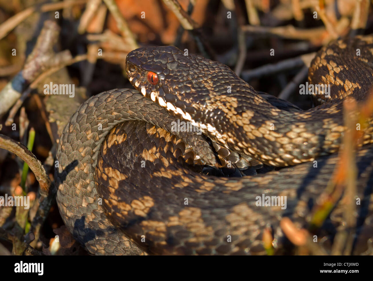 European adder / Vipera berus Stock Photo - Alamy