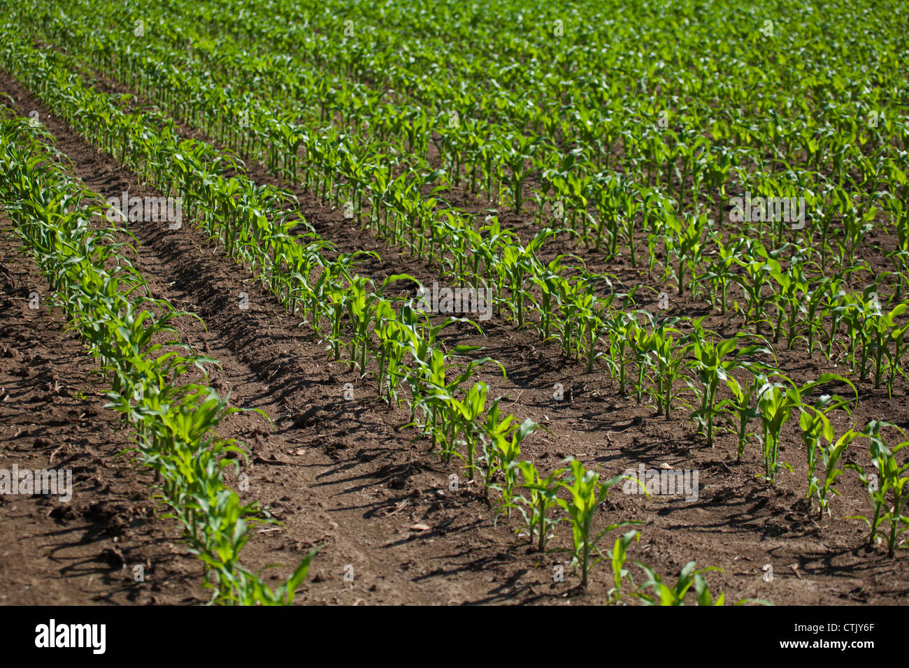 Crop Growing In A Field; Thunder Bay, Ontario, Canada Stock Photo - Alamy