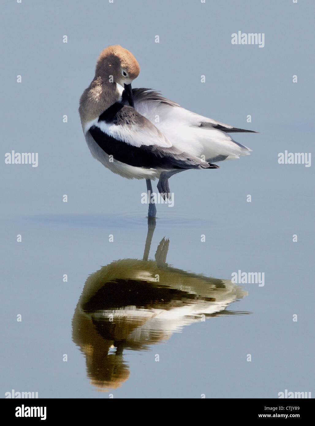 Avocet bird hi-res stock photography and images - Alamy