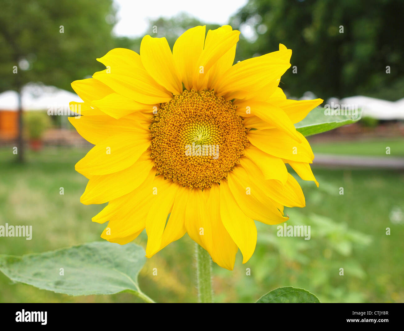 Yellow Helianthus Annuus Sunflower flower Stock Photo - Alamy