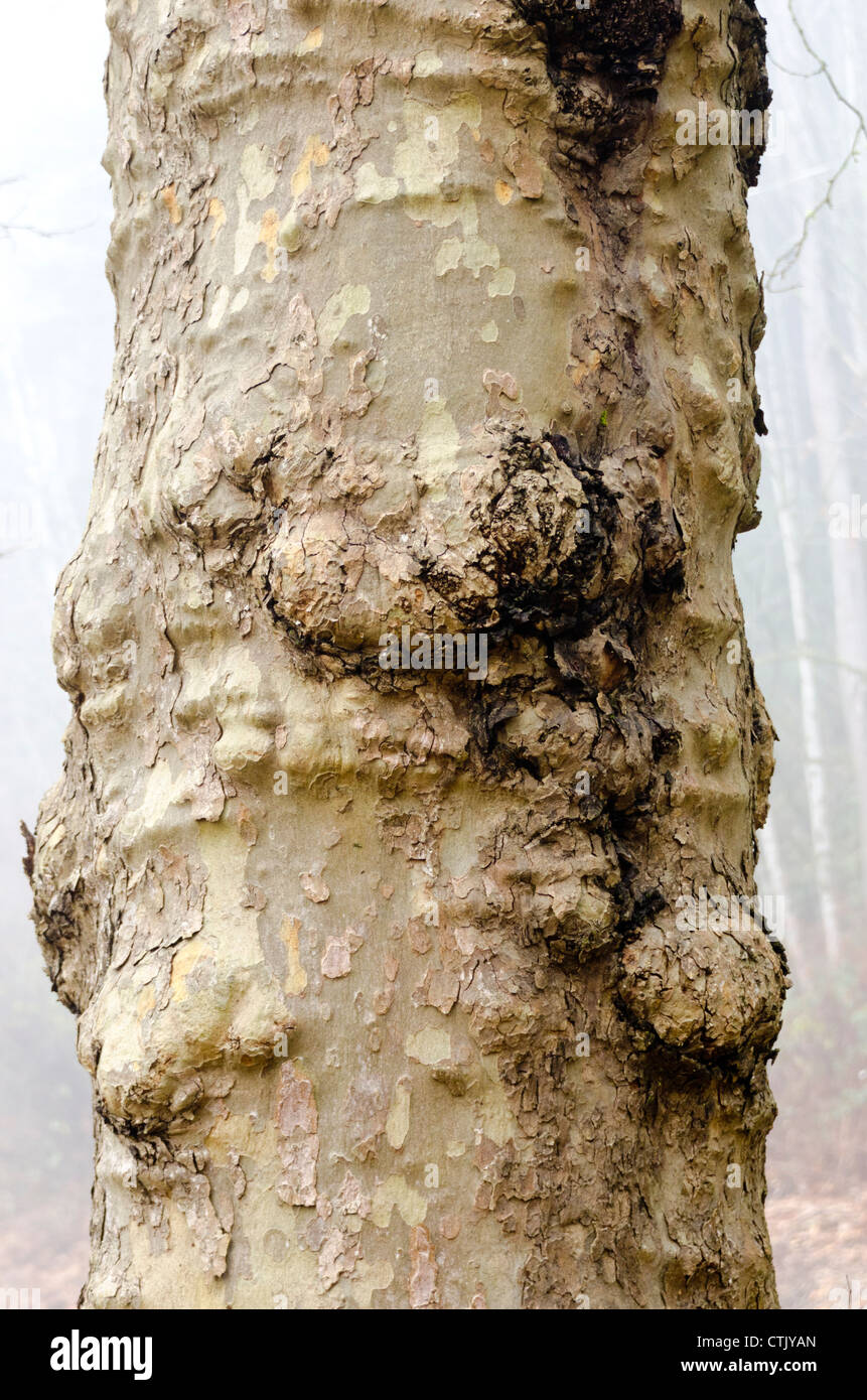 Tree with very bumpy features Stock Photo - Alamy