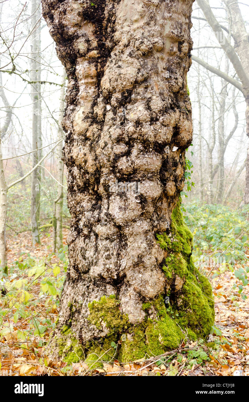 Tree bumps hi-res stock photography and images - Alamy