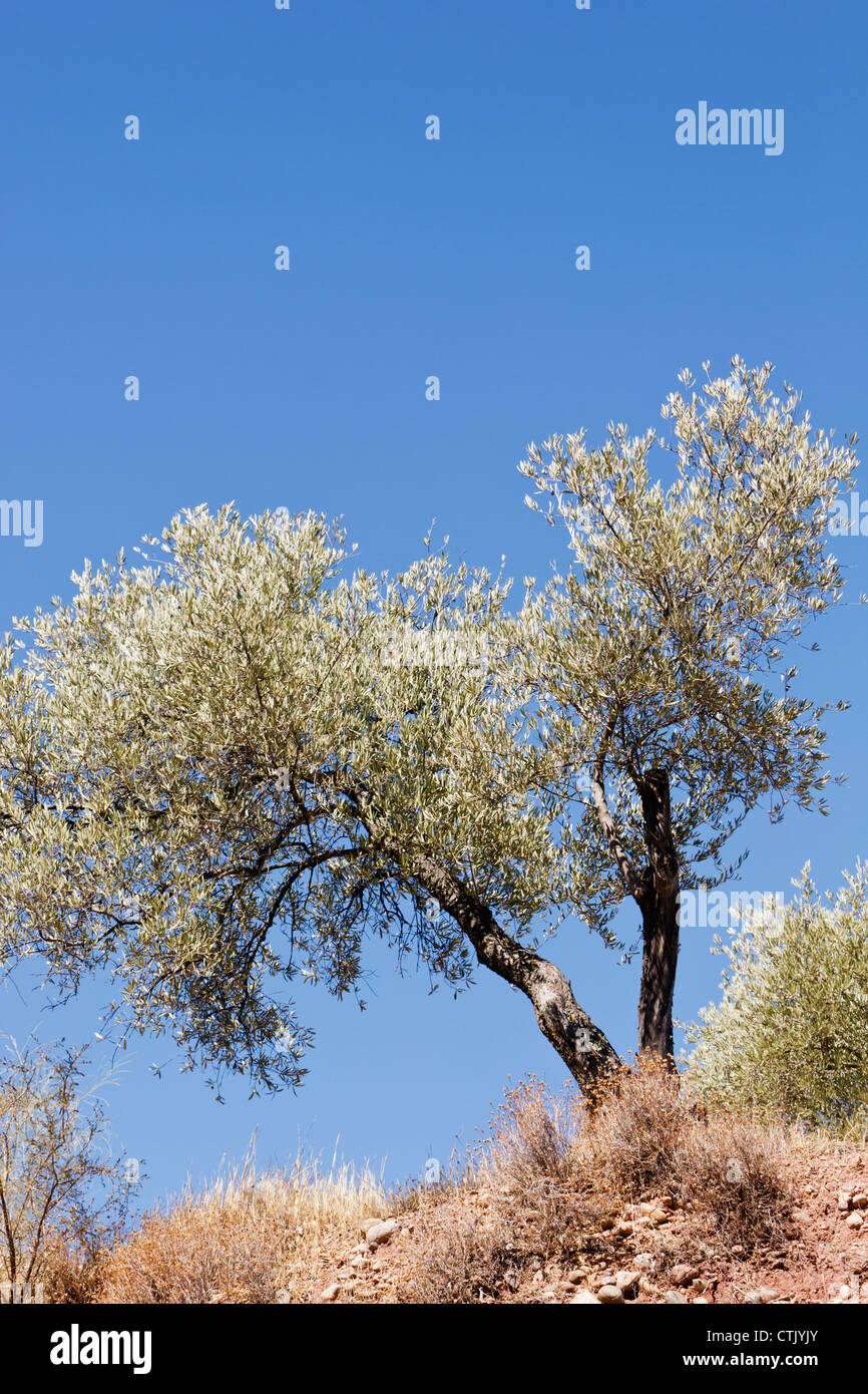 Cordoba olive oil hi-res stock photography and images - Alamy