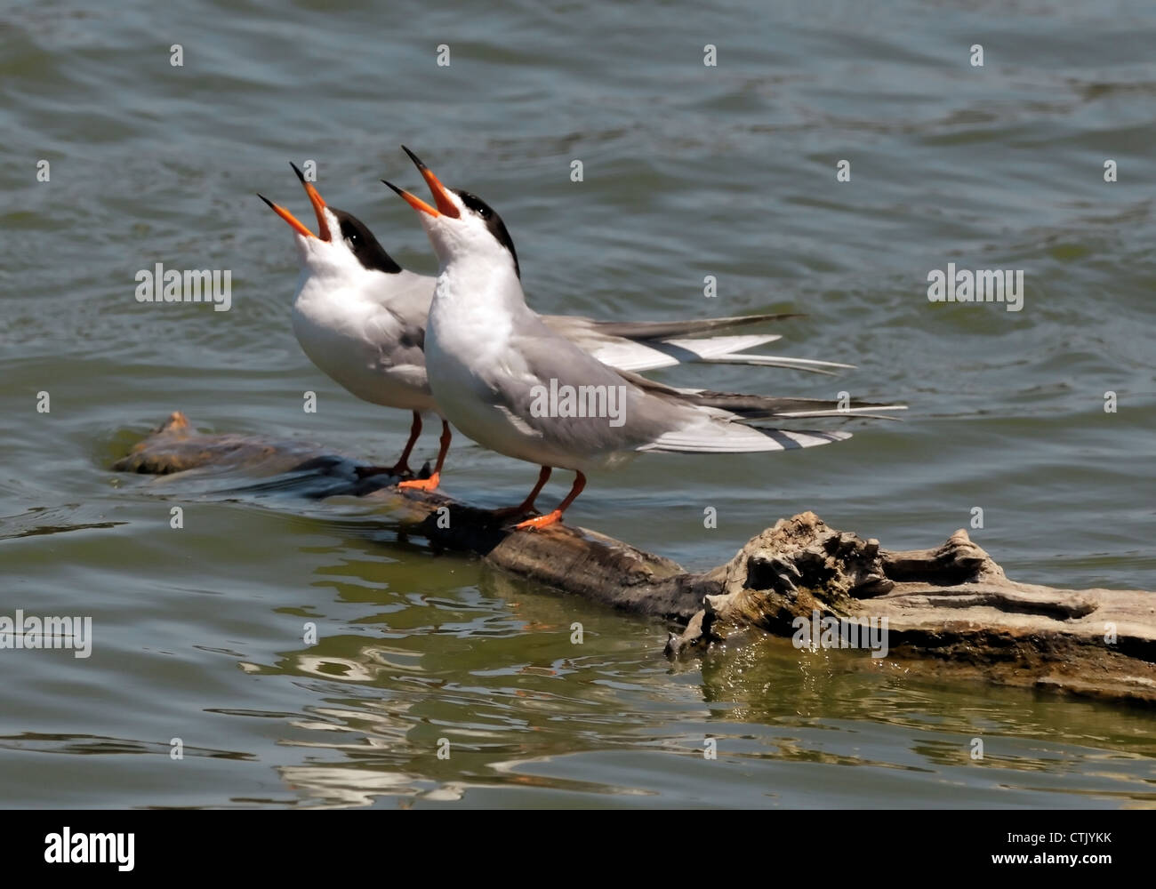 Two Common Terns standing on driftwood, calling loudly with beaks open ...