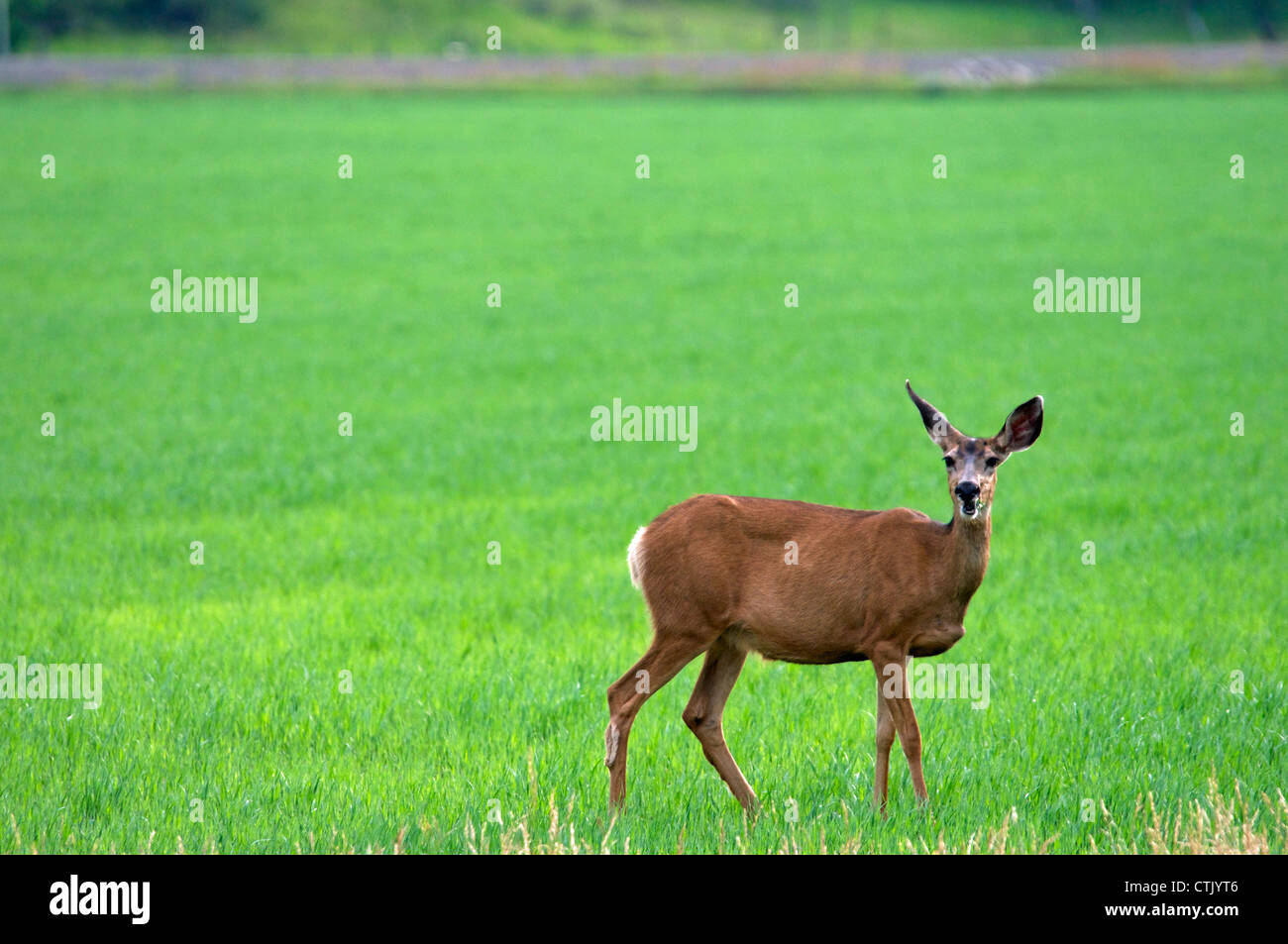 Deer on alert Stock Photo - Alamy