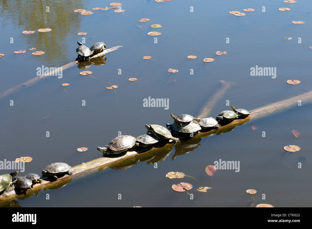 Bale of turtles hi-res stock photography and images - Alamy