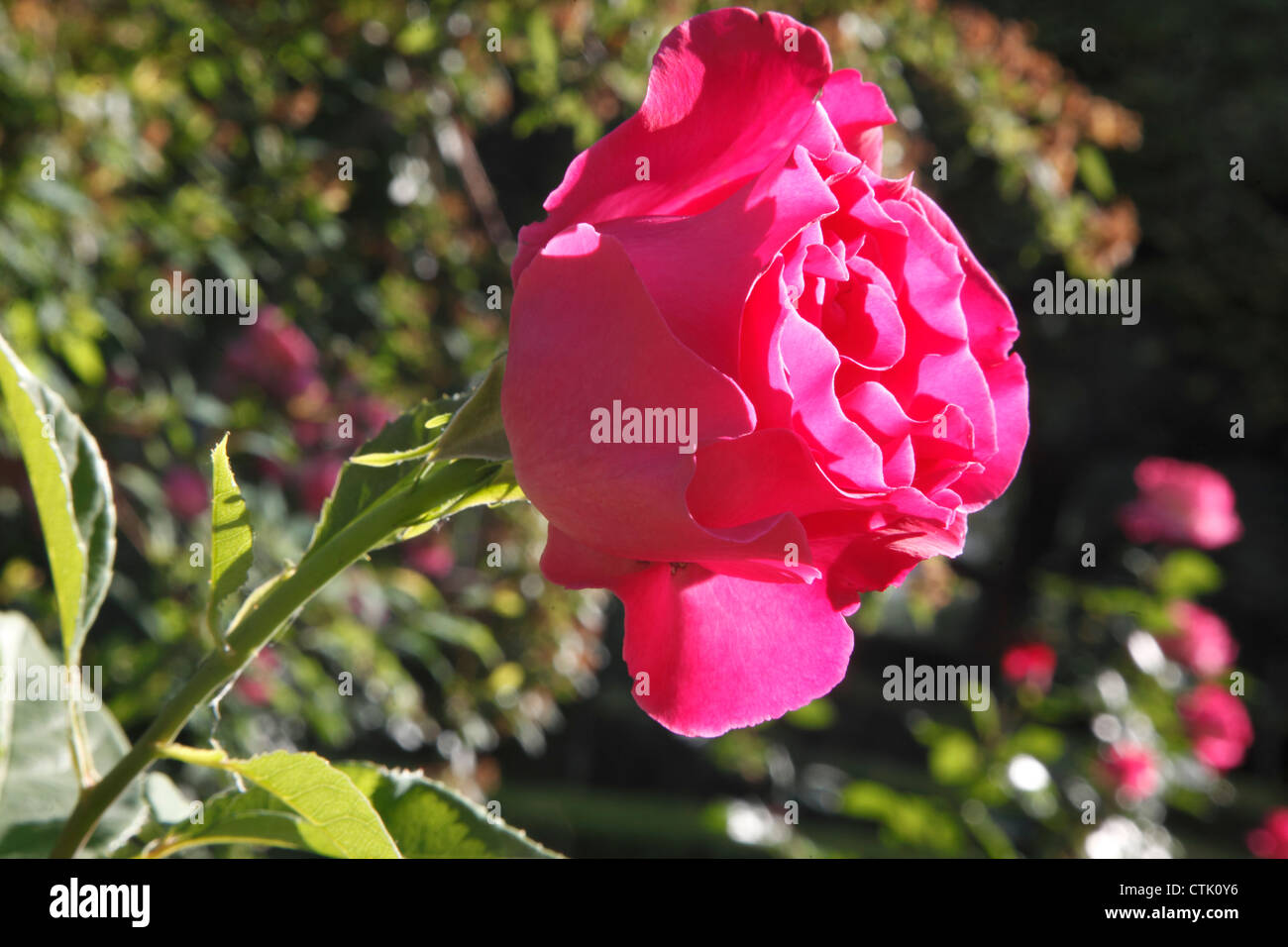 Granada Rose Bush