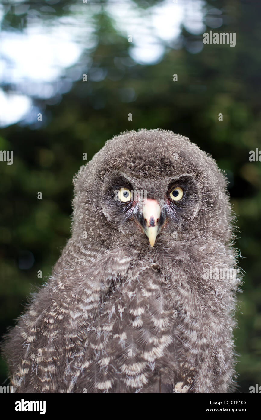 Baby Great Gray Owls