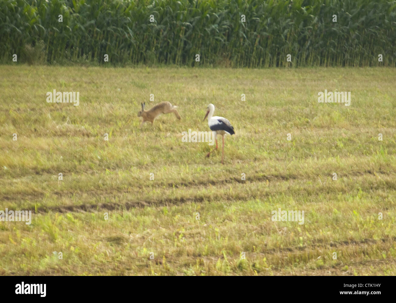 Stork and hare Stock Photo - Alamy