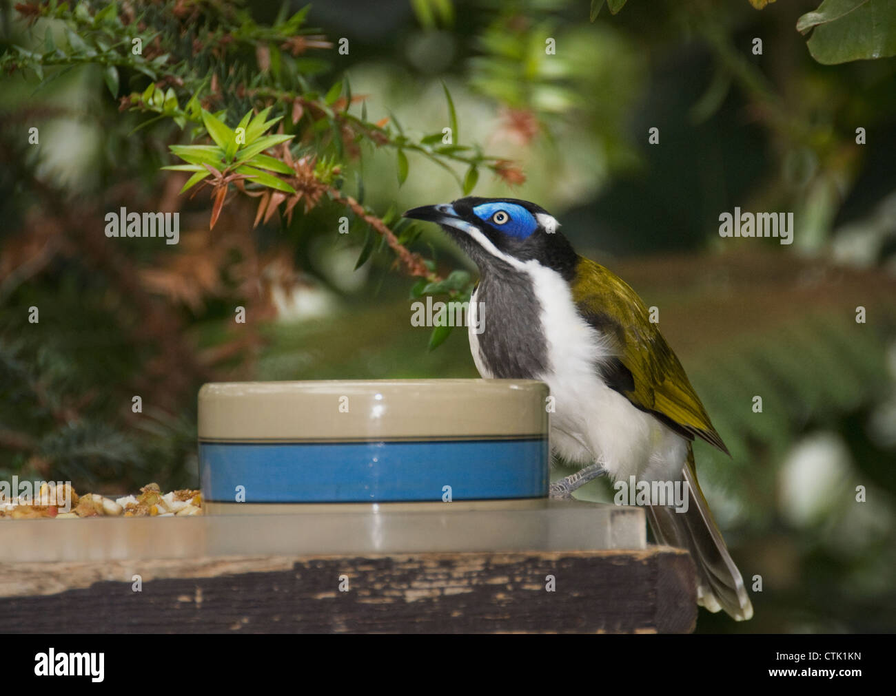 Honey bird hi-res stock photography and images - Alamy