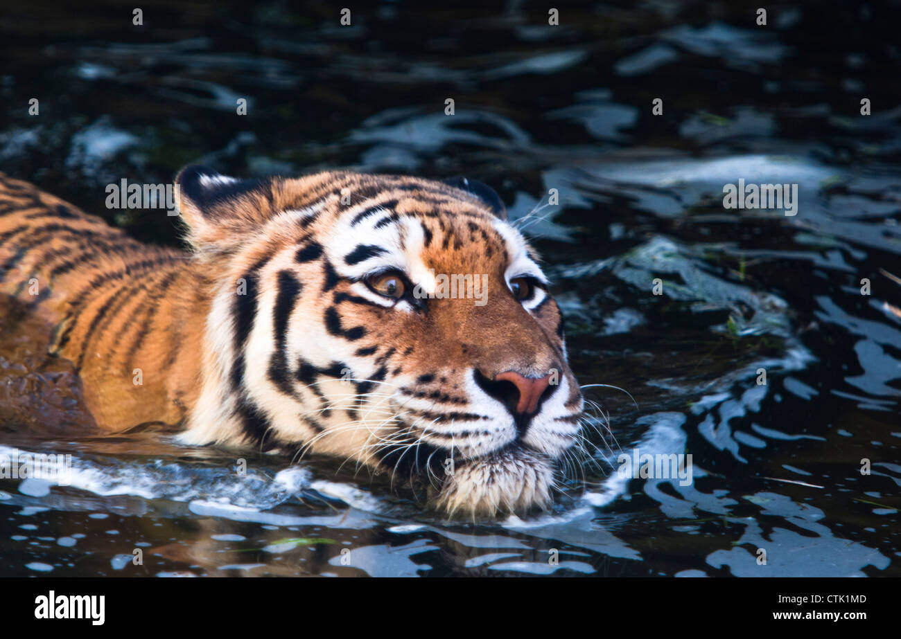 Siberian Tiger Swimming