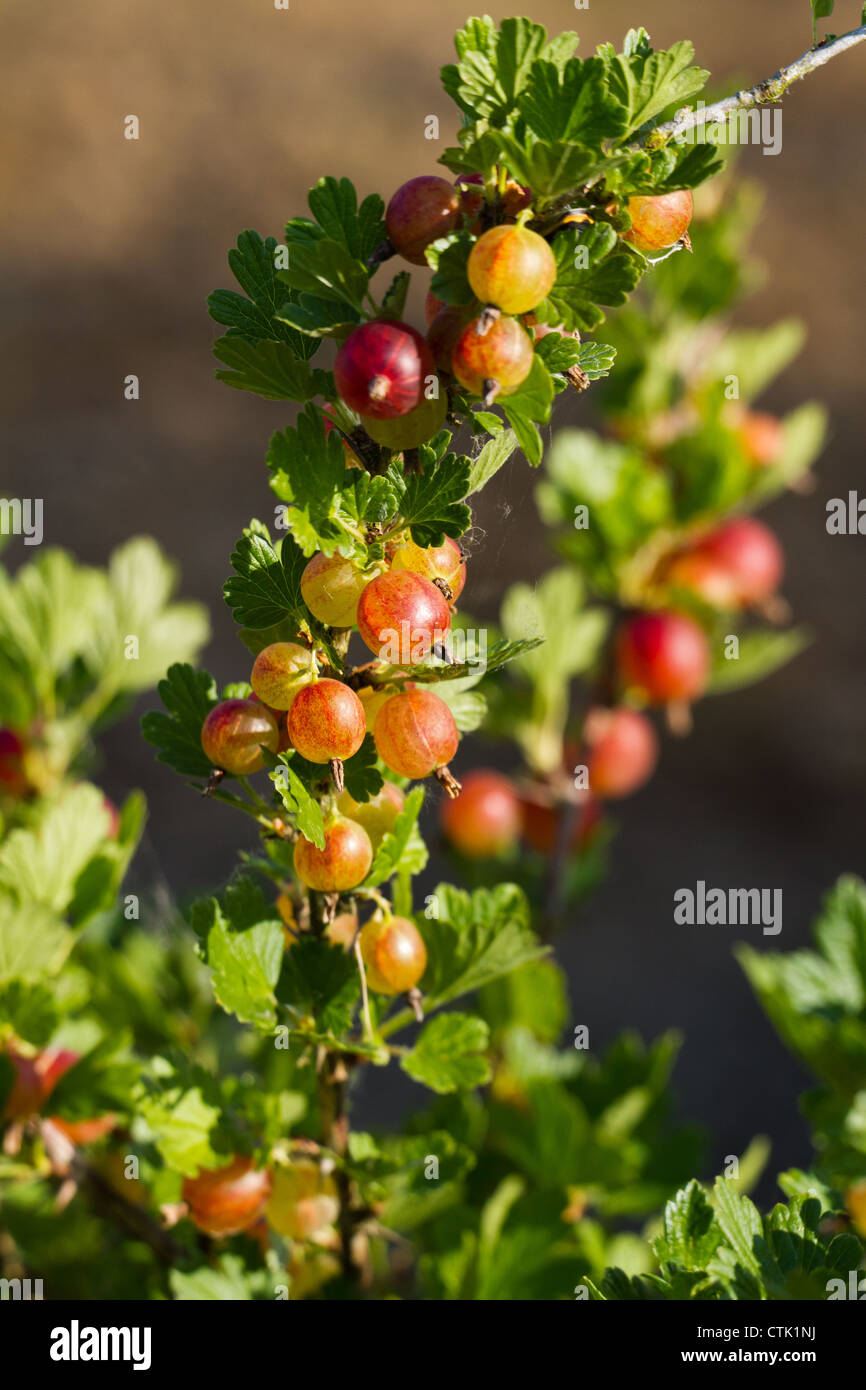 Food berry fruit hi-res stock photography and images - Alamy