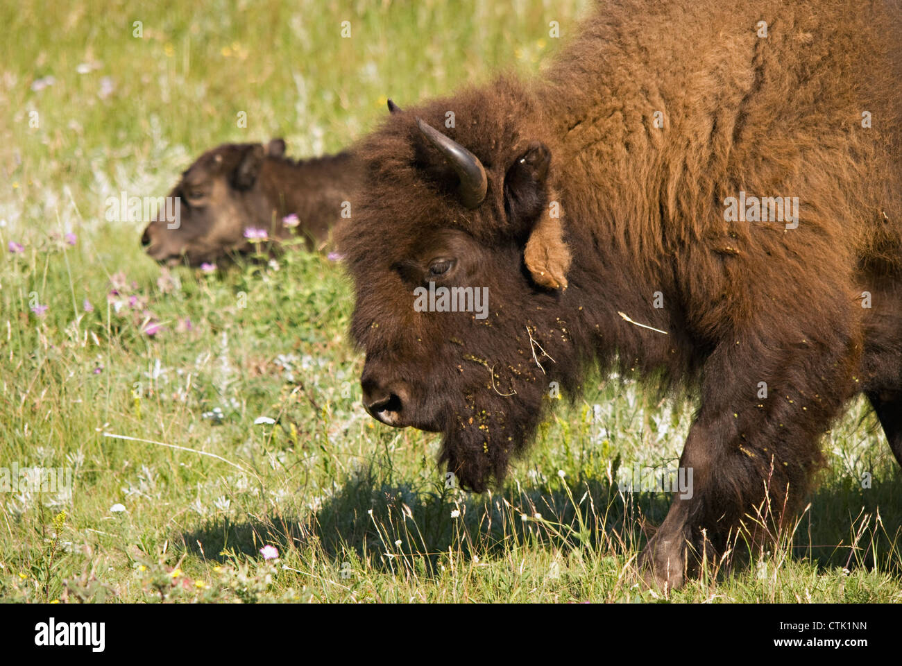 Side view bison american buffalo hi-res stock photography and images ...