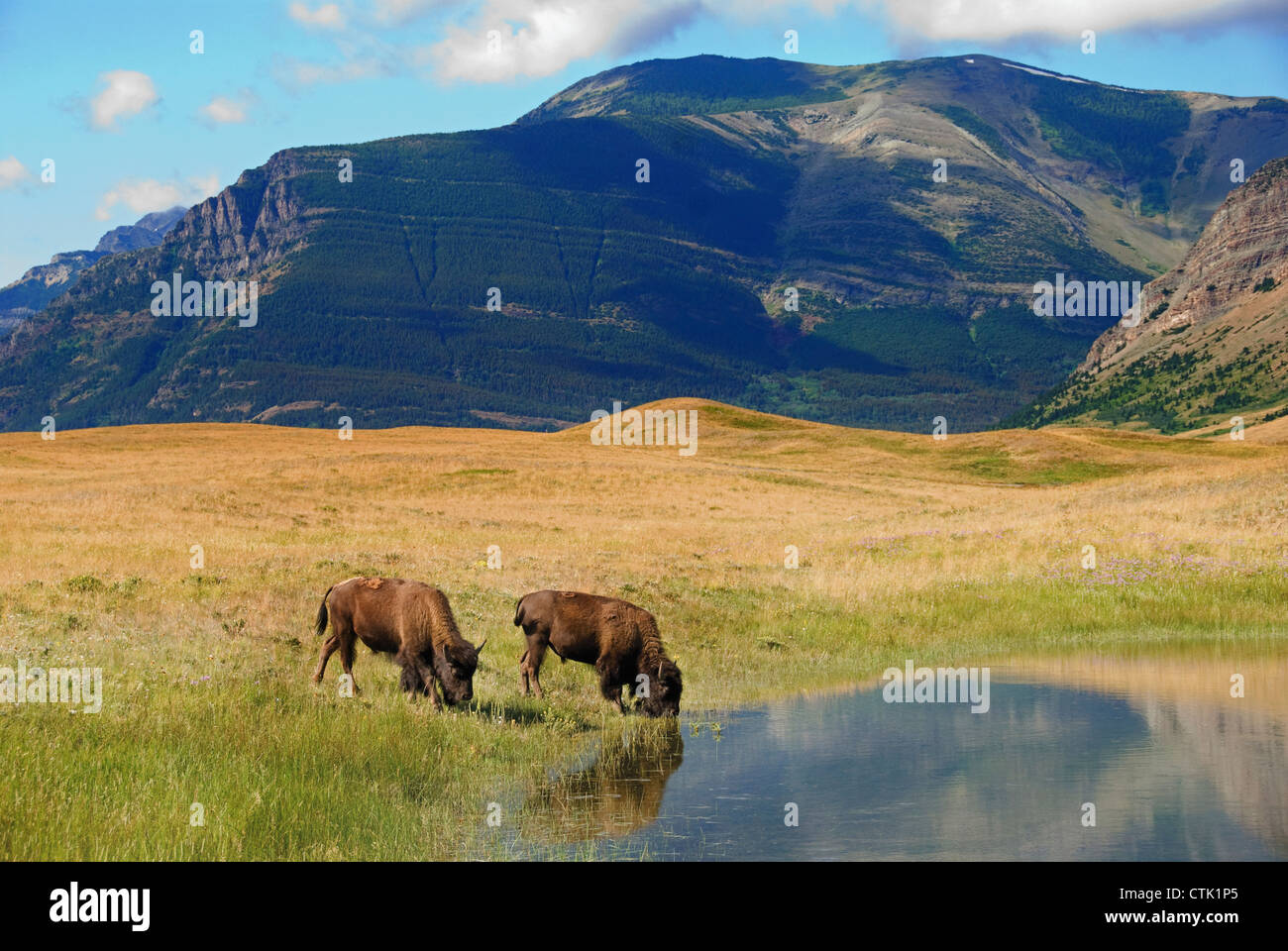 Two american bison drinking water hi-res stock photography and images ...
