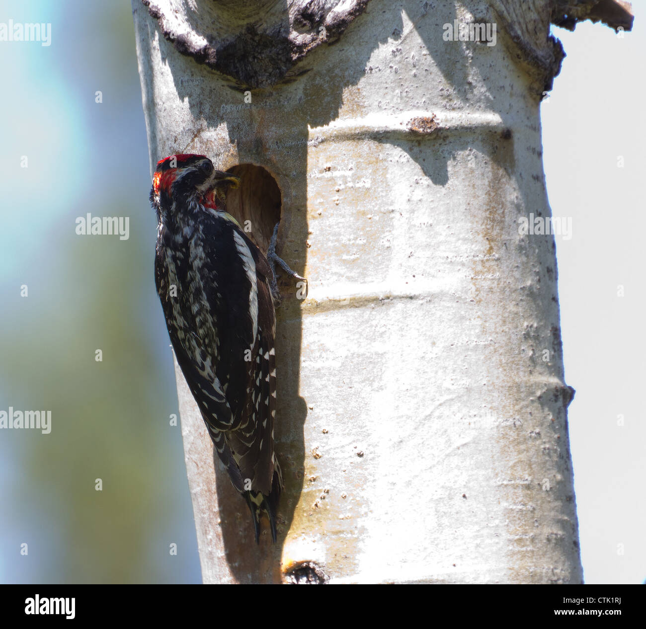 Sapsucker woodpecker hi-res stock photography and images - Alamy