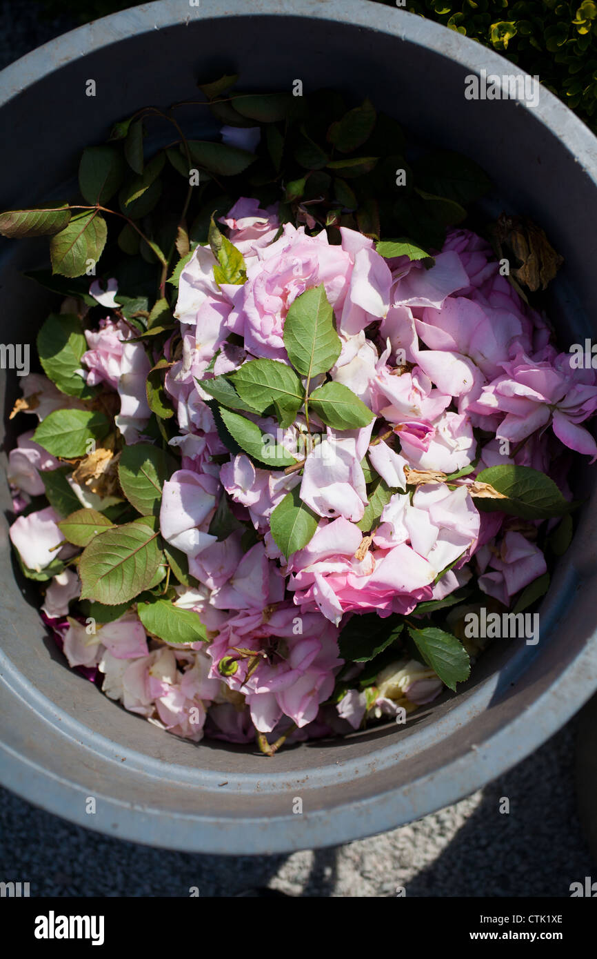 Rose leaves garden waste hi-res stock photography and images - Alamy