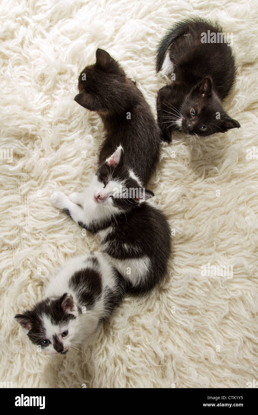 Group of kittens hi-res stock photography and images - Alamy