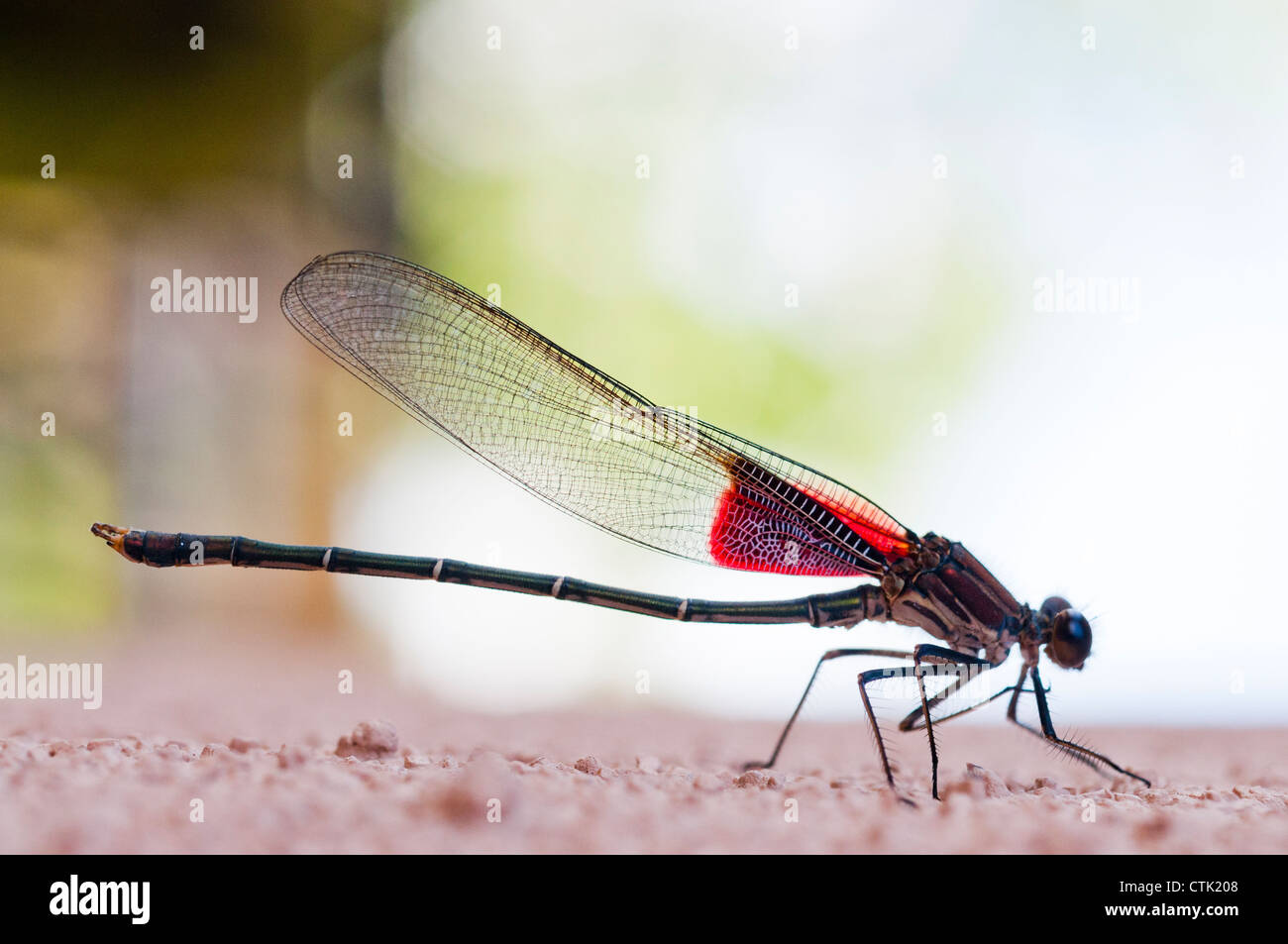 Dragonfly dragonfly dragonfly dragonfly profile hi-res stock ...