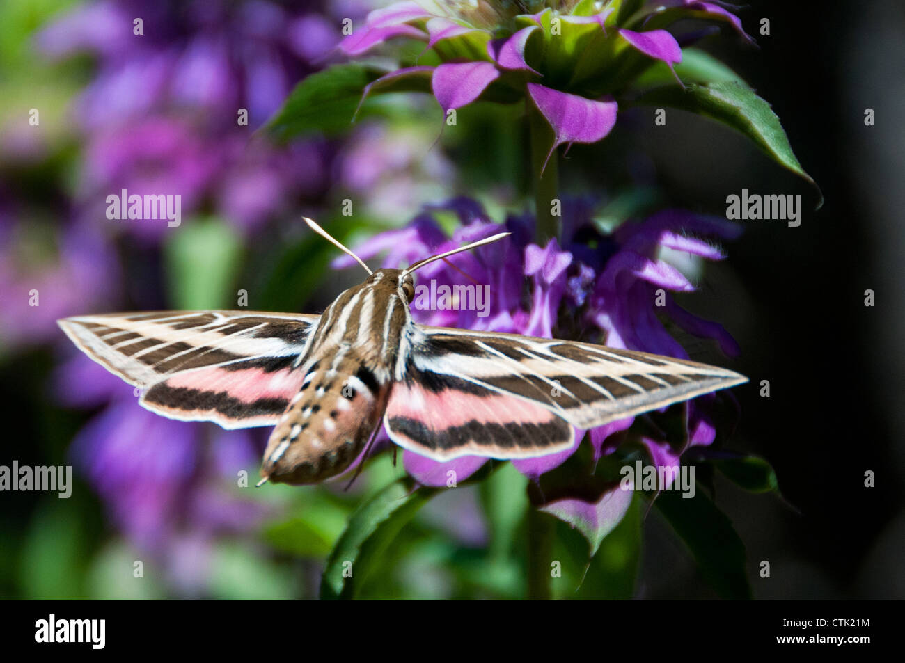 Hummingbird hawk moth Stock Photo - Alamy