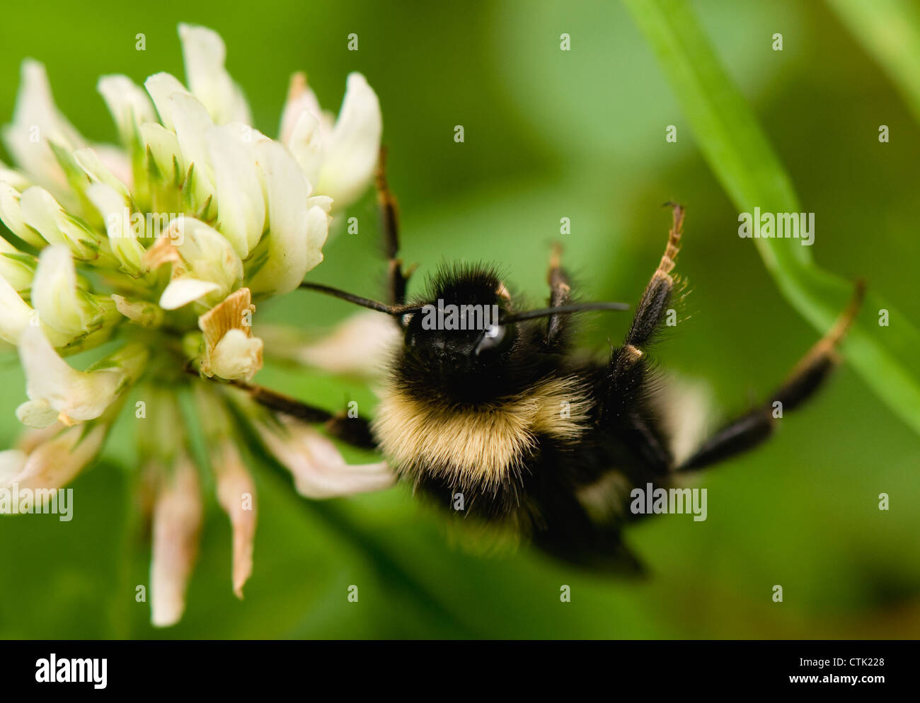Bumblebee eyes hi-res stock photography and images - Alamy
